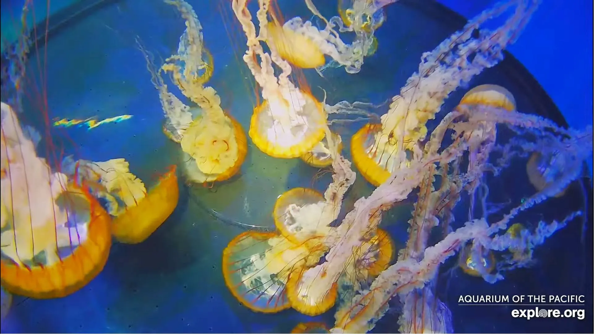 Jellyfish Exhibit Live Camera - Monterey, CA, United States